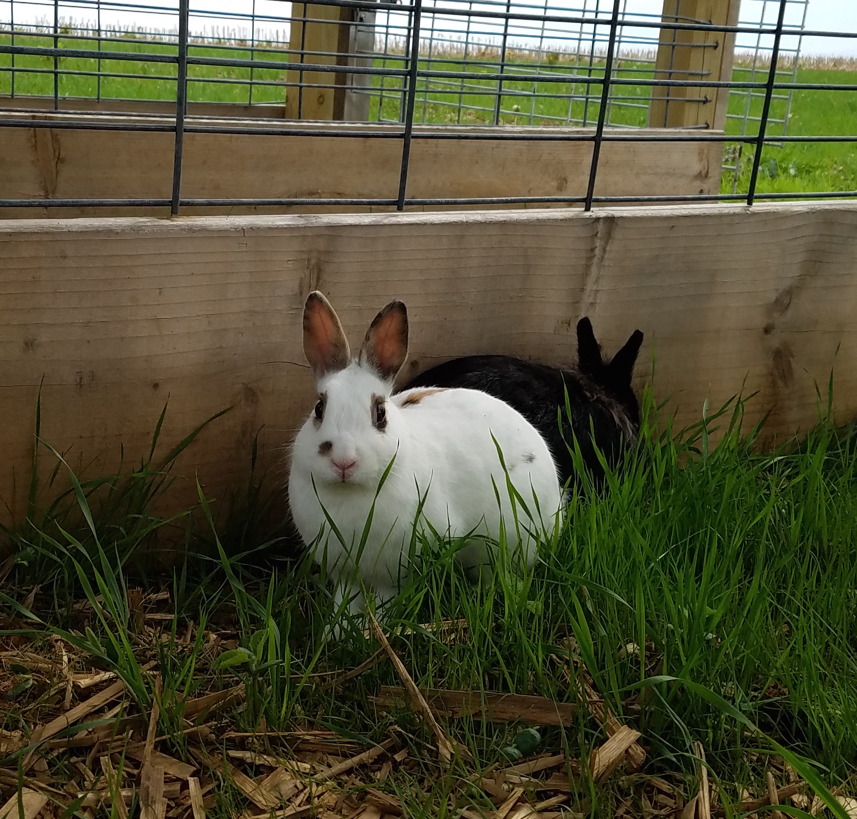 rabbit 1 | The Farmyard