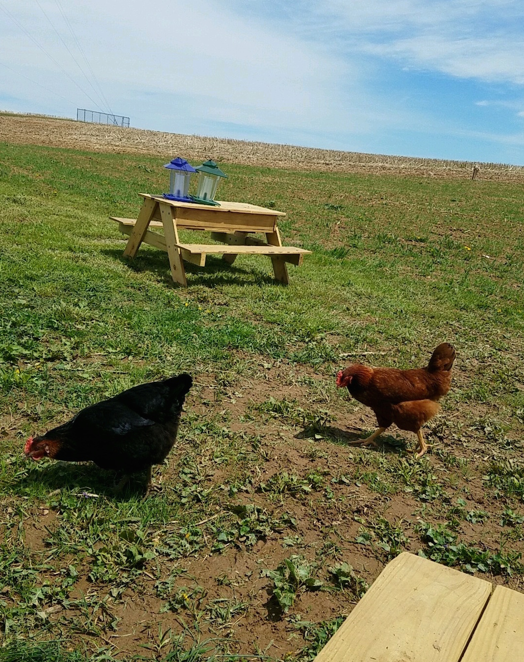 chickens in yard | The Farmyard