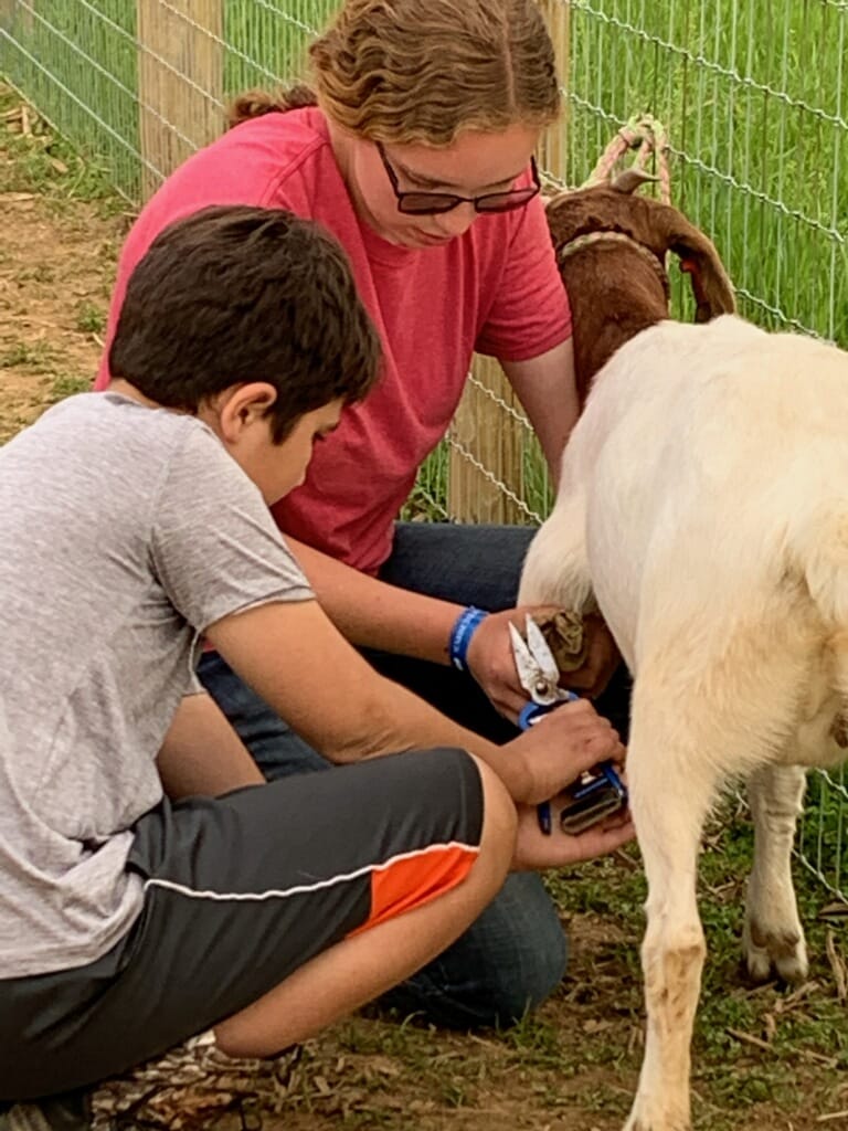 Barn Facts – Goats | The Farmyard