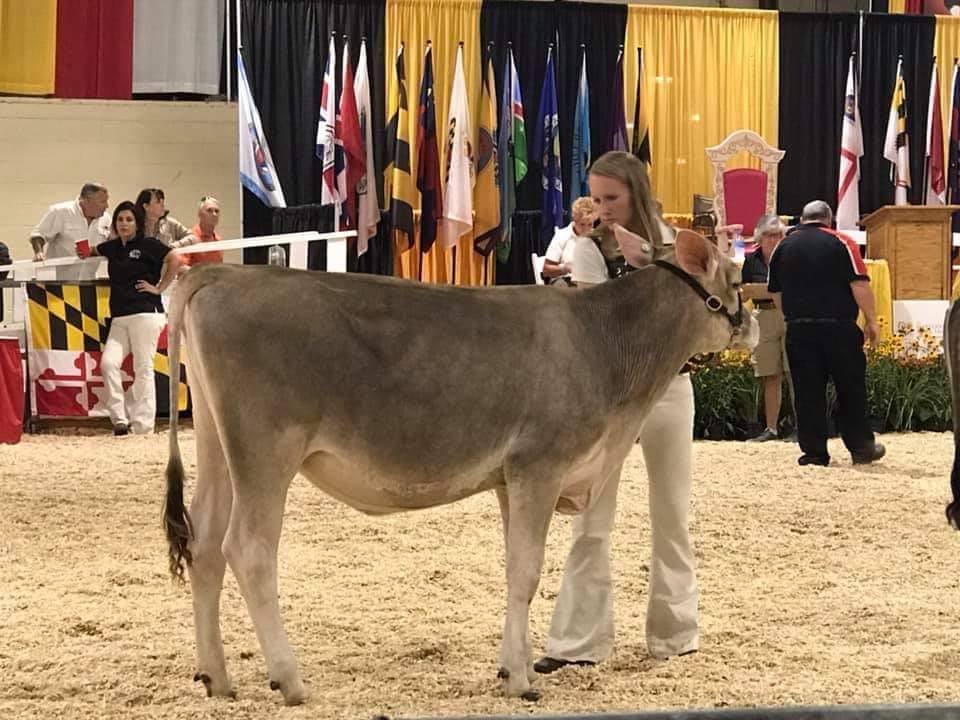 Barn Facts – Cattle | The Farmyard