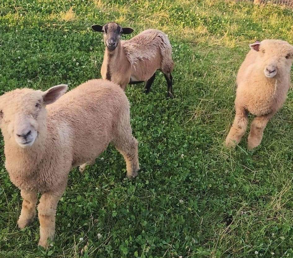 Barn Facts – Sheep | The Farmyard