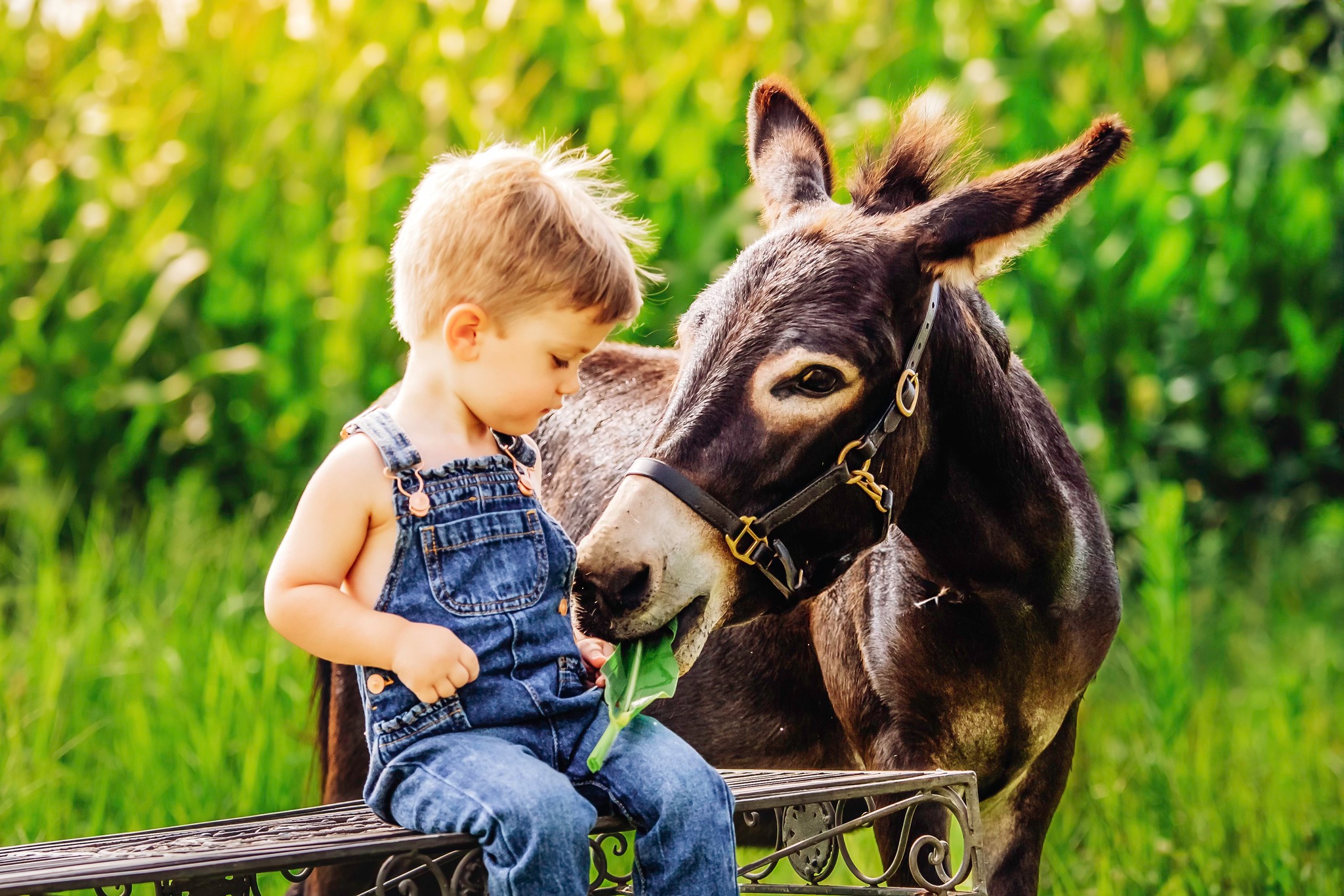 The Farmyard | Living, Learning & Loving Agriculture