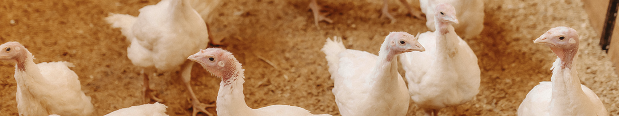 The Farmyard | Living, Learning & Loving Agriculture