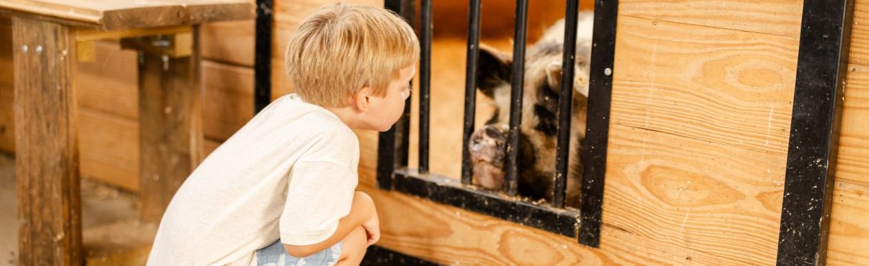 The Farmyard | Living, Learning & Loving Agriculture